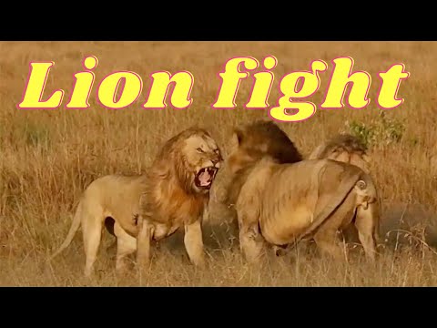 🎬LION FIGHT😮 ~ ft. Lolparpit & Olbarnoti