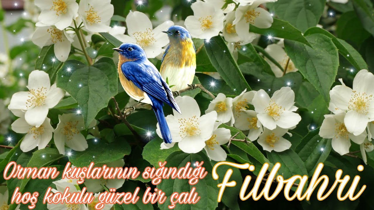Filbahri - Philadelphus coronarius - YouTube