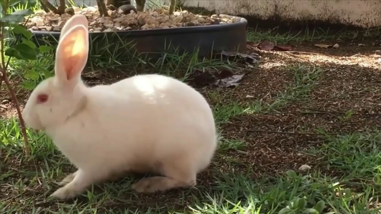Video relajante de conejos - YouTube
