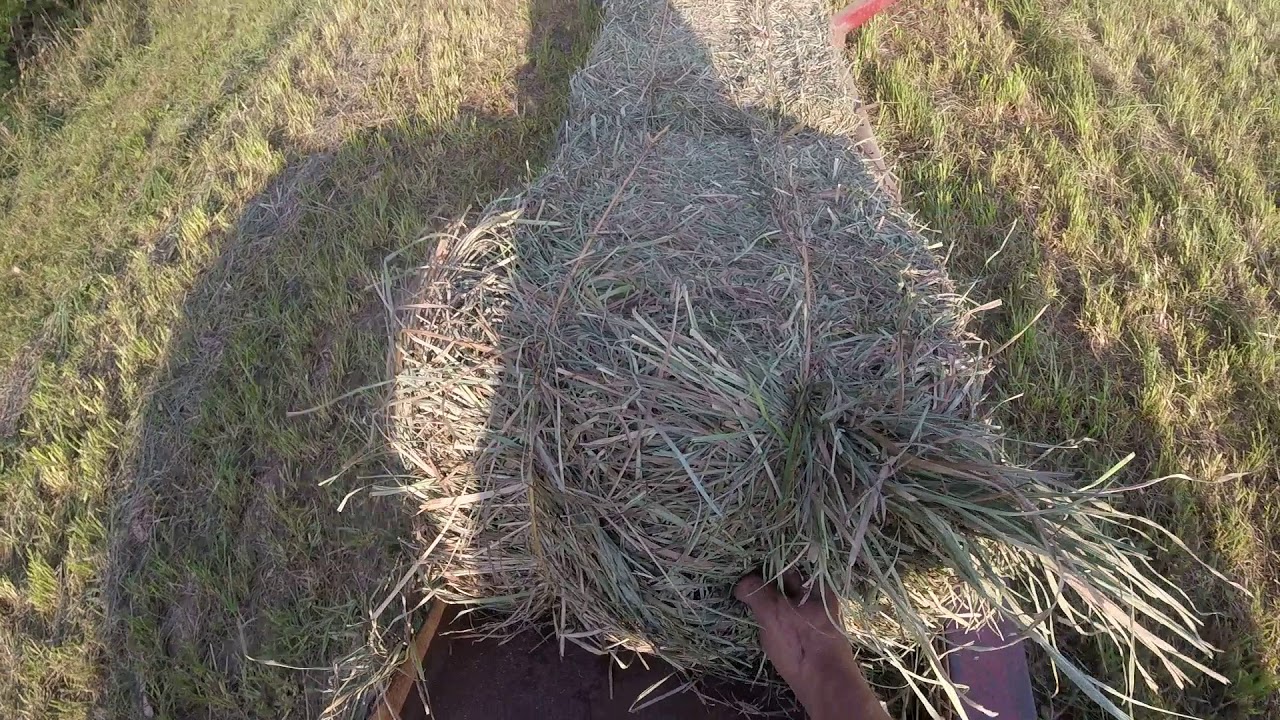 Farmall H and IH #46 baler Packing Hay - YouTube