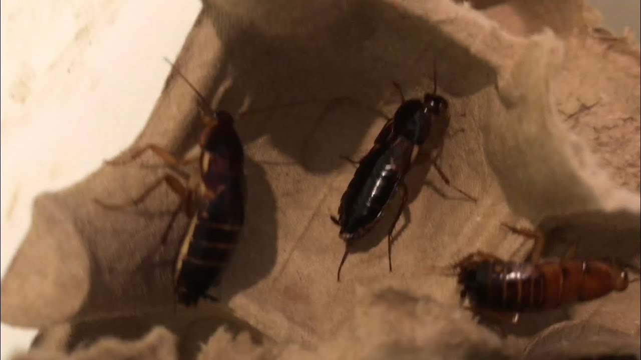 How To Start Your Own Red Runner Colony (Turkistan Roaches) - YouTube