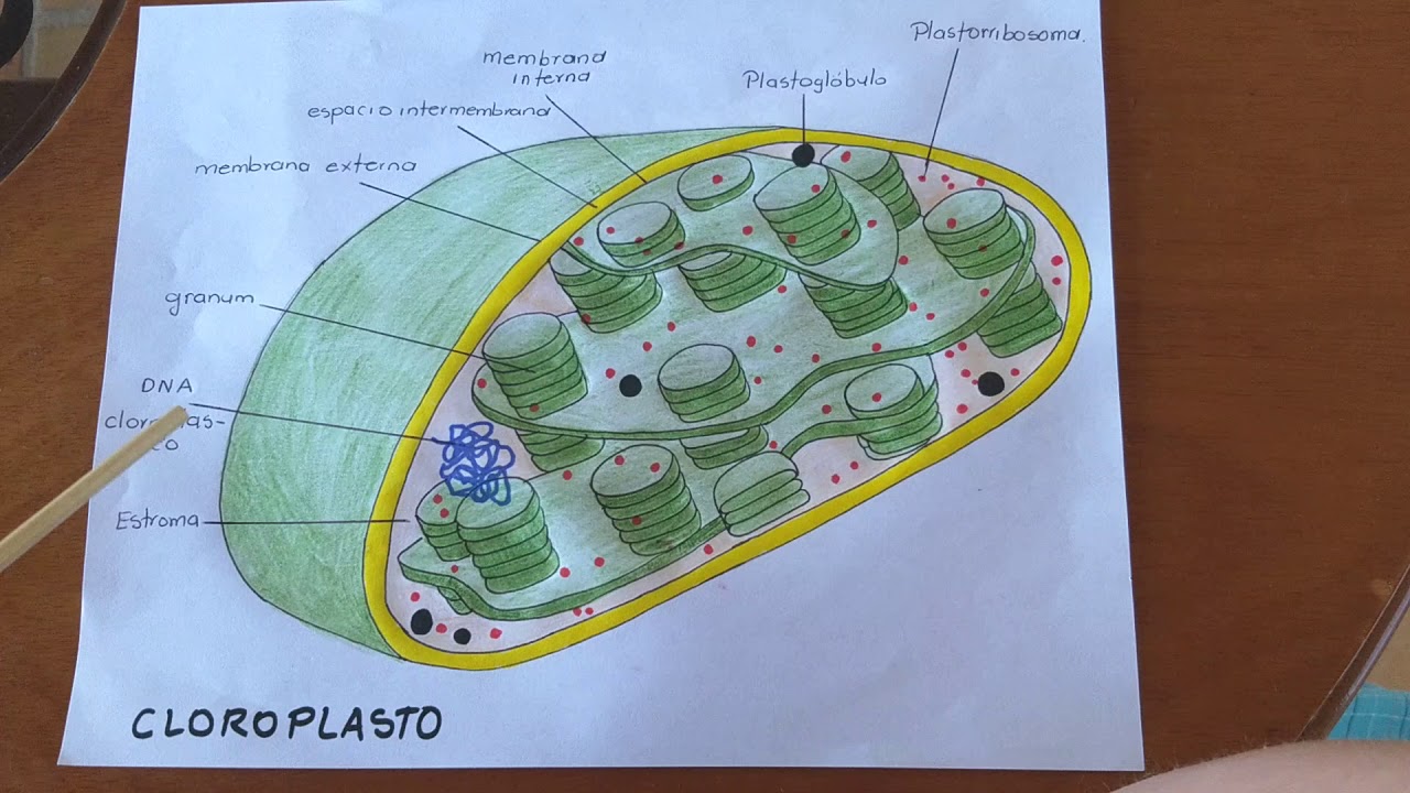 Cloroplasto estructura y funciones - YouTube