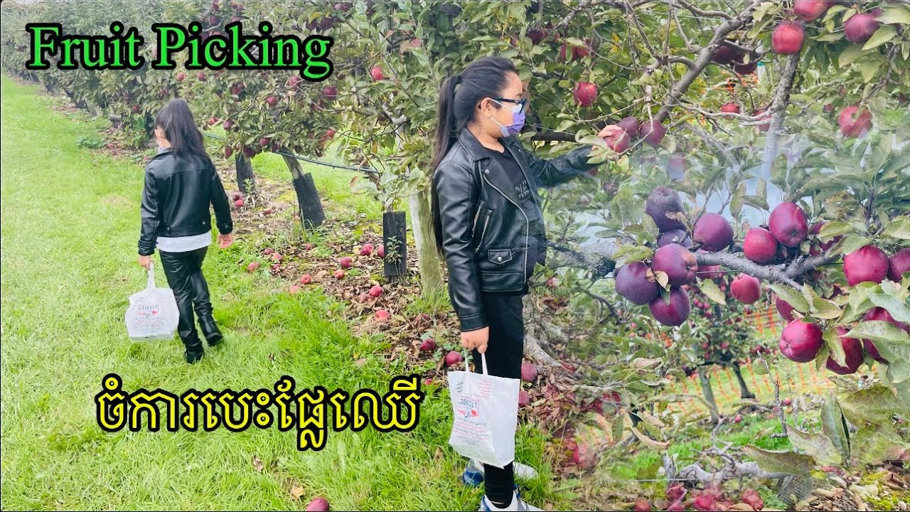 ចំការបេះផ្លែឈេី | Apple Picking🍎 Asian pear🍐 Grape🍇 #angkearafamily ...