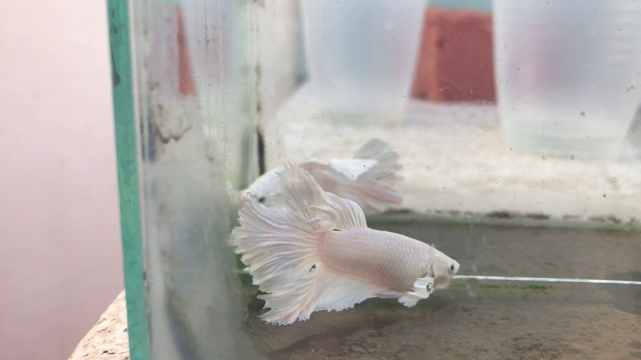 FIRE BETTA FARM - YouTube