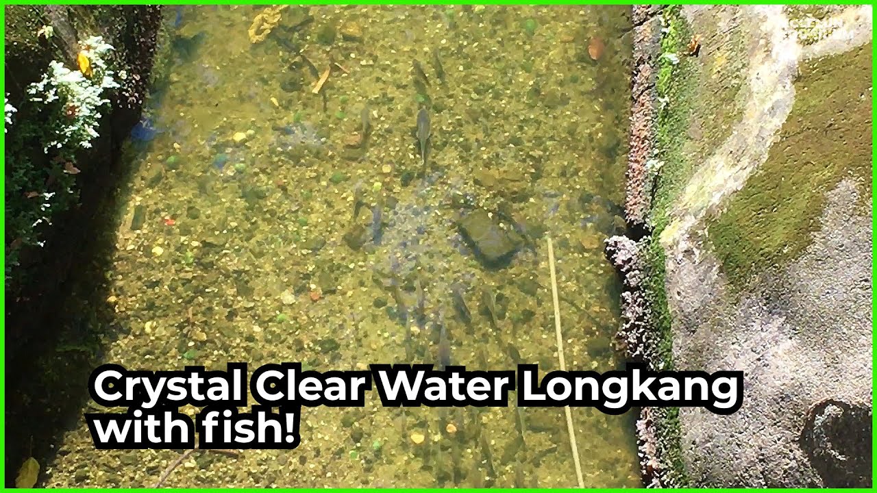 Fish swimming in a canal / sewage / longkang with crystal clear water ...