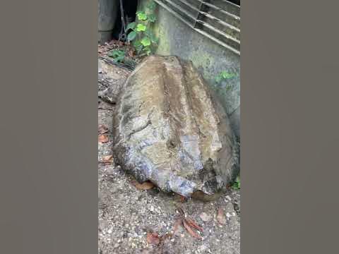 100 YEAR OLD ALLIGATOR SNAPPING TURTLE !! #alligatorsnappingturtle # ...