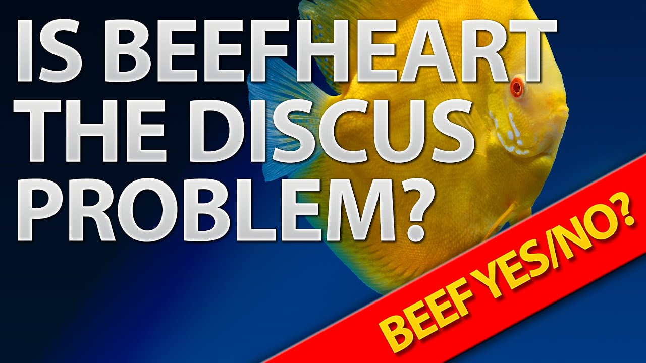 Is beef heart the worst food for Discus? - YouTube