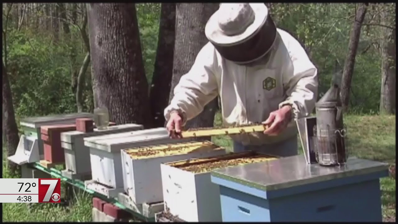 Earth Day: How to rent your own beehive in the Upstate - YouTube