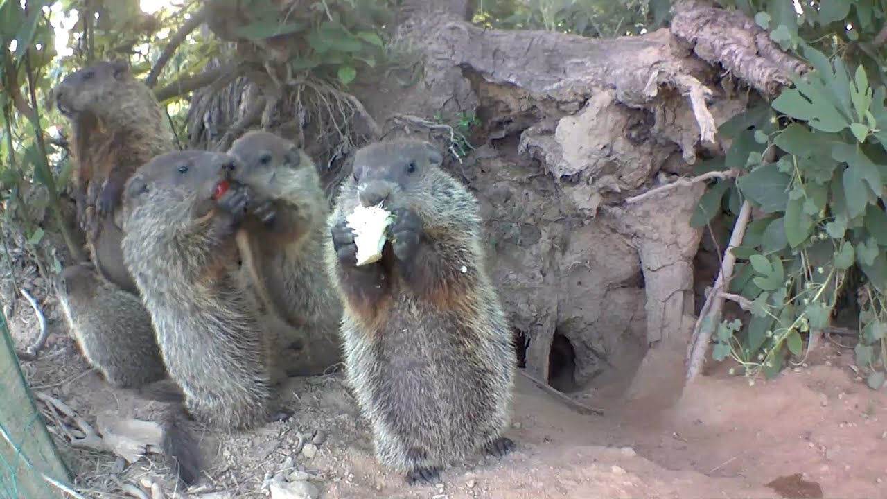 We Found the Chunks' Den! And a 4th Baby! - YouTube