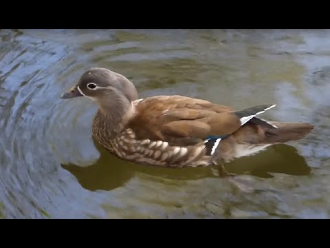 Birds of Europe - Mandarinka, ženka (Aix galericulata) (Mandarin Duck, female)