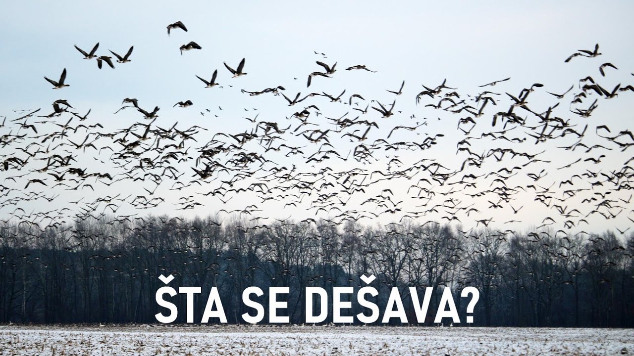 "Nebo se prazni, nešto se čudno dešava sa pticama" - YouTube