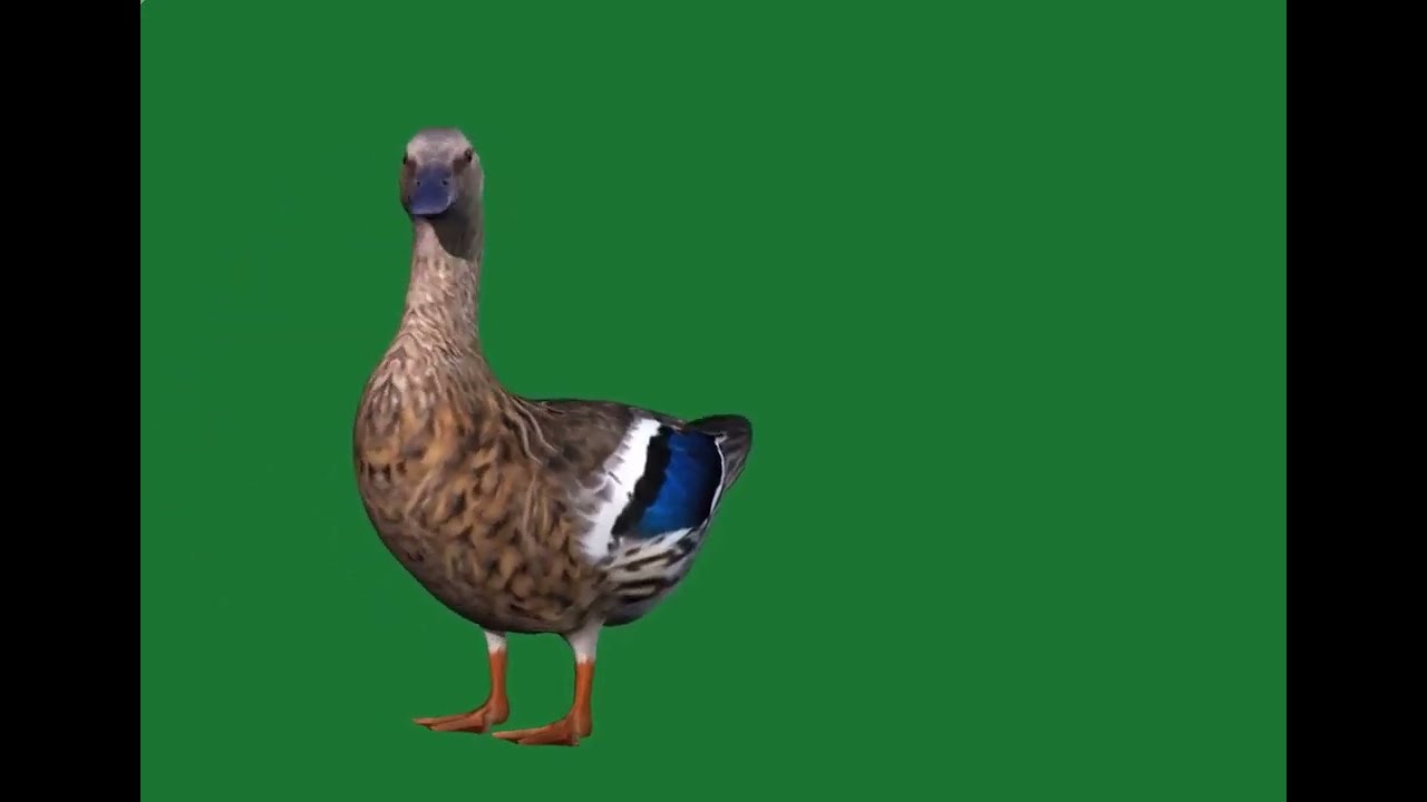 Duck Green Screen Videos #greenscreen #vfx #chromakey #vfxediting # ...