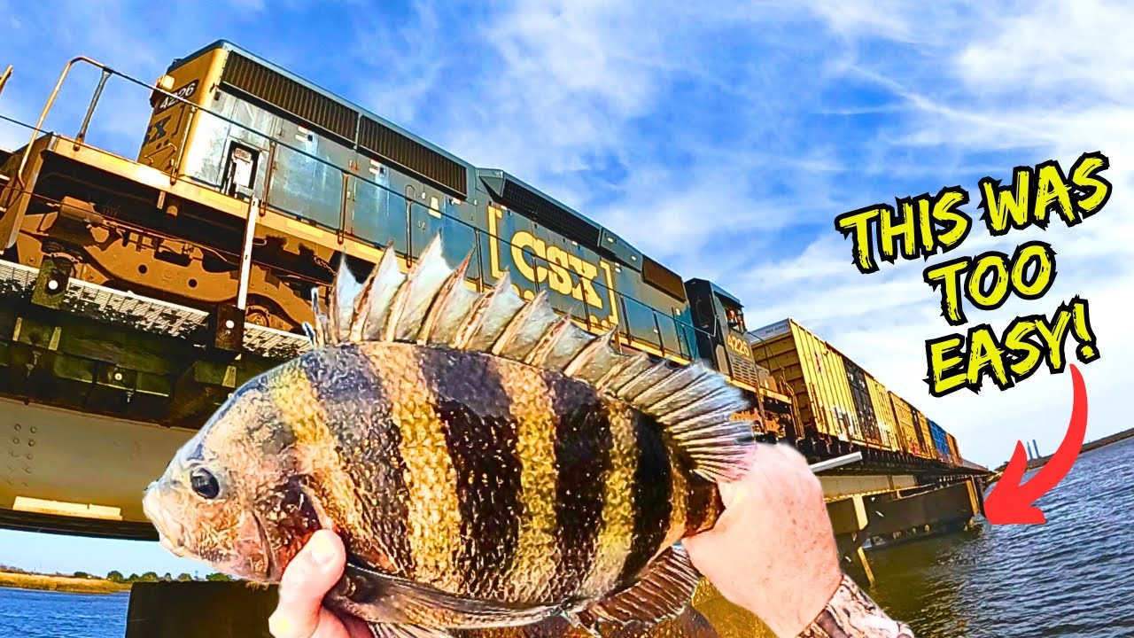 I Tossed a LIVE! SHRIMP Under This TRAIN BRIDGE to Catch My Dinner ...