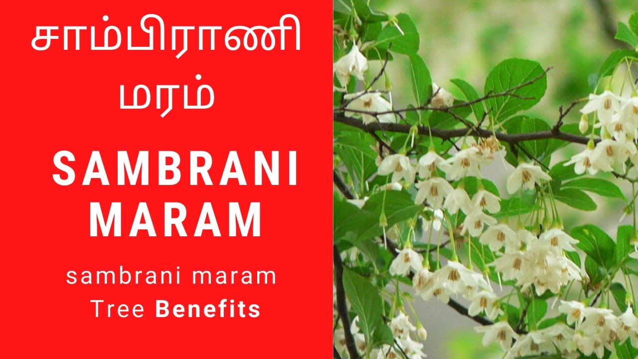 Sambrani tree | Sambrani making at home | Sambrani tree in tamil ...