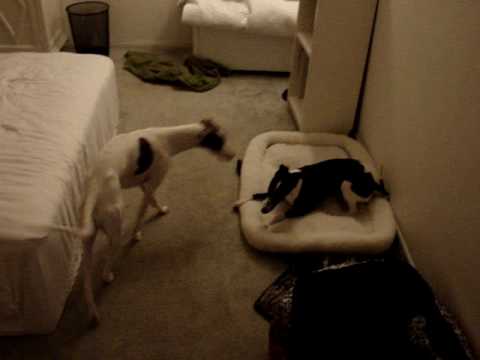 Crazy Whippets Playing - YouTube