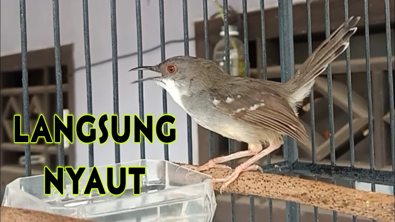 ciblek semi gacor, hitungan MENIT ciblek semi malas BUNYI langsung ...