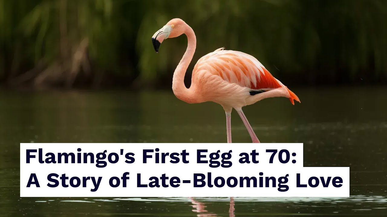 70-Year-Old Flamingo Finally Finds Love & Lays Her First Egg! - YouTube