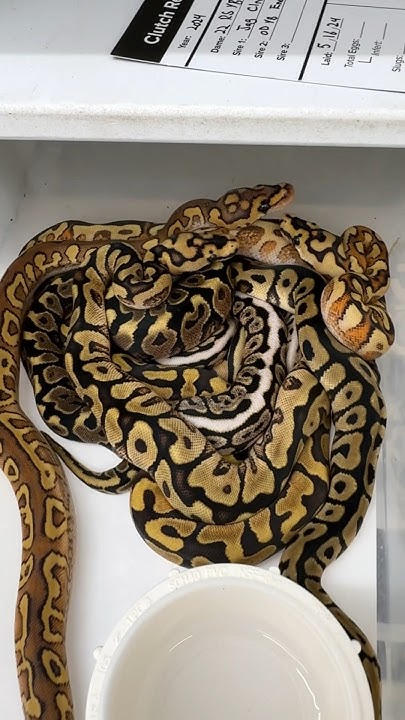 Lace HONEY Ball Pythons Hatching?! #snake #ballpython #reptiles #python ...