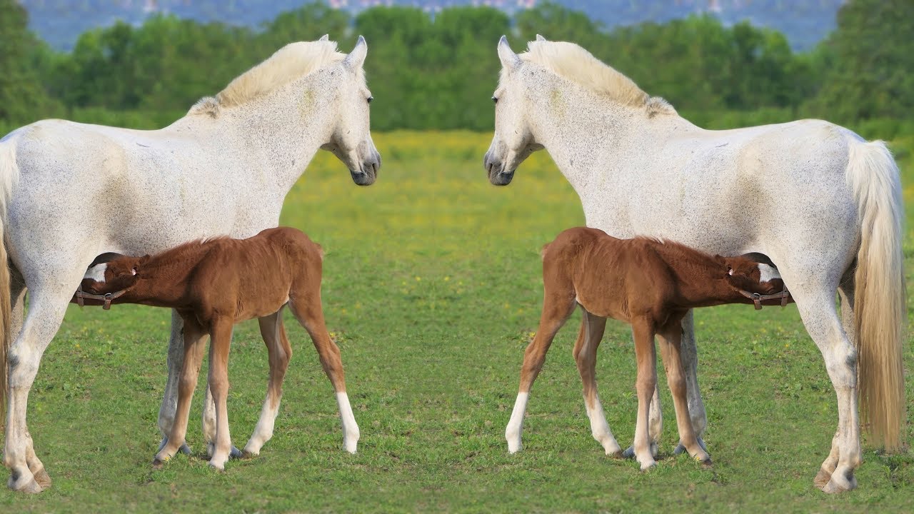 RELAXING AND SATISFYING HORSES SLIDESHOW WITH MORE RELAXING SOUNDS# ...