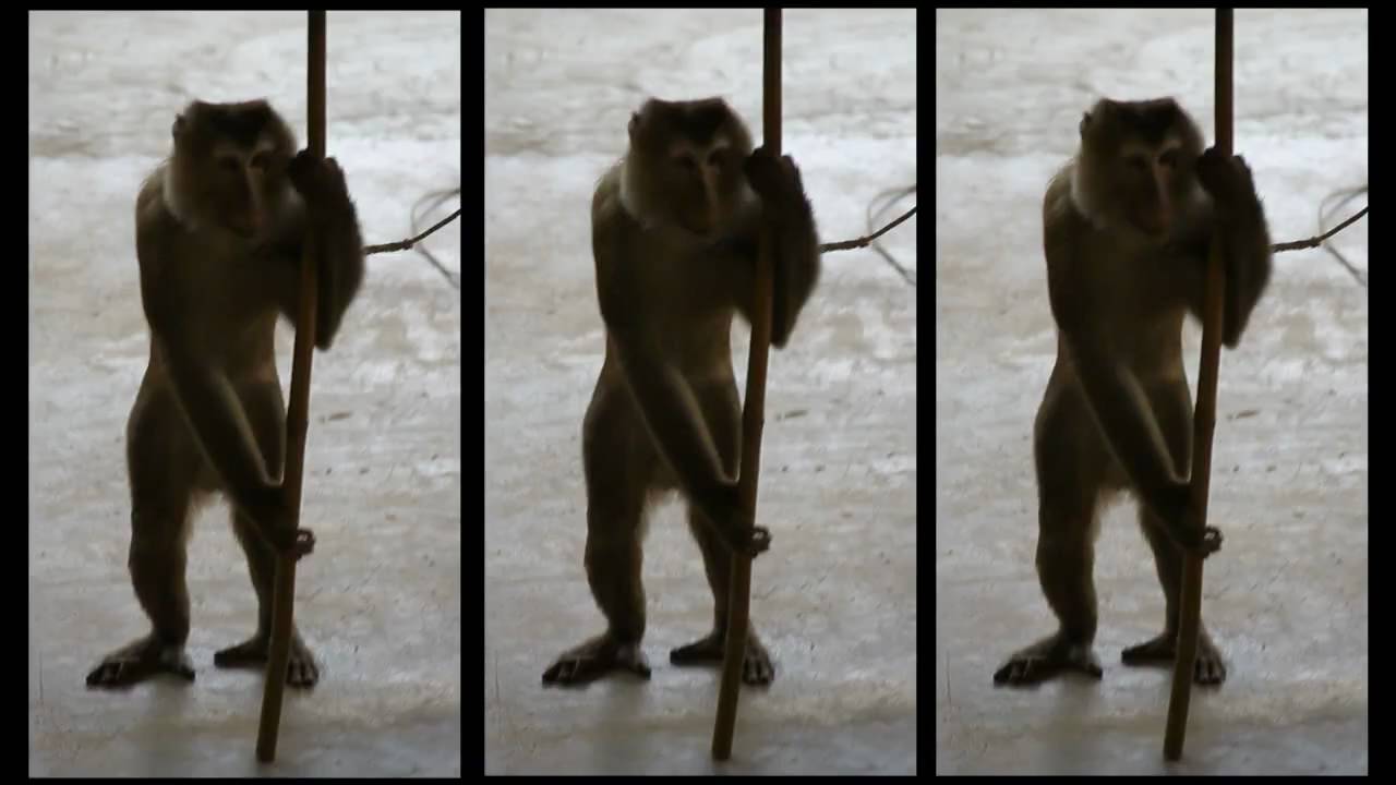 Dance monkey, dance! - YouTube