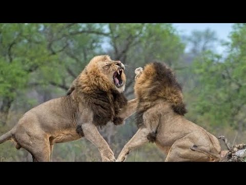 WildAnimals: Two Lions Fight to see Who's King! - YouTube