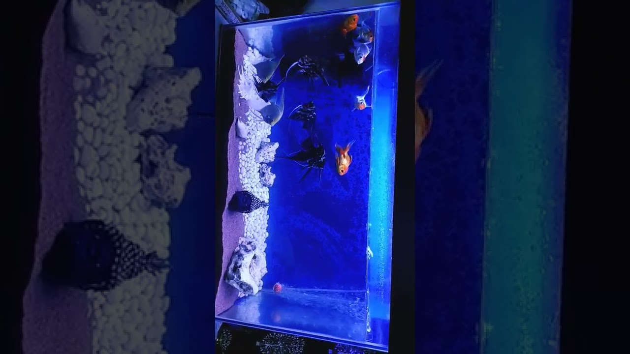 Stagnant life is just like an aquarium; you are confined within ...