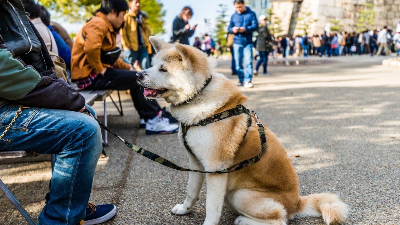 How to Understand and Manage Akita Behavior - YouTube