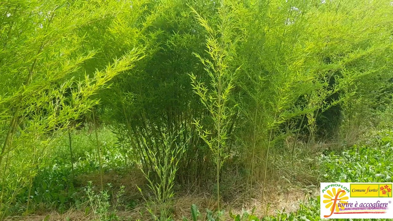 ALLA SCOPERTA DI UN BAMBUSETO - ALBERTO PEYRON - VIVAIO PURPUREA - YouTube