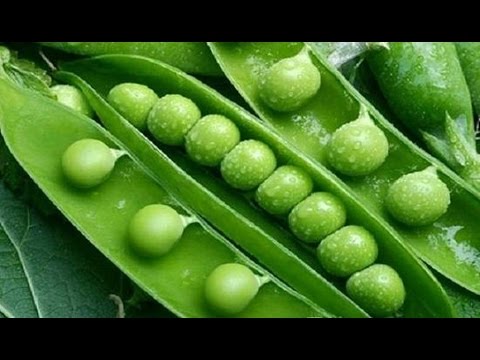 TERUNGKAP!! 15 Manfaat dan Khasiat Kacang Ercis untuk Kesehatan - YouTube