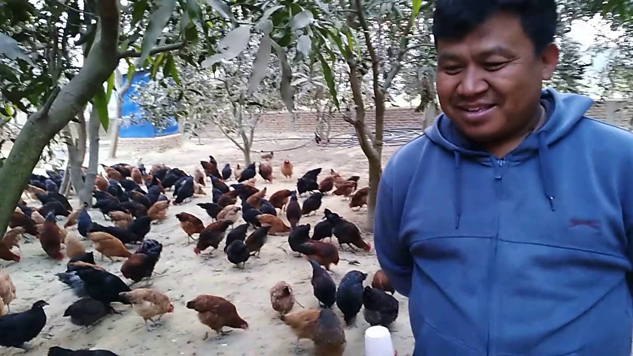 chicken farming in nepal - YouTube