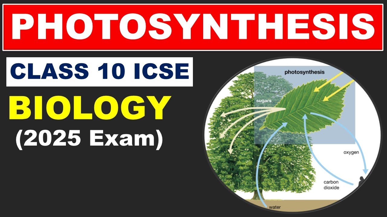 photosynthesis biology class 10 icse l class 10 biology photosynthesis ...