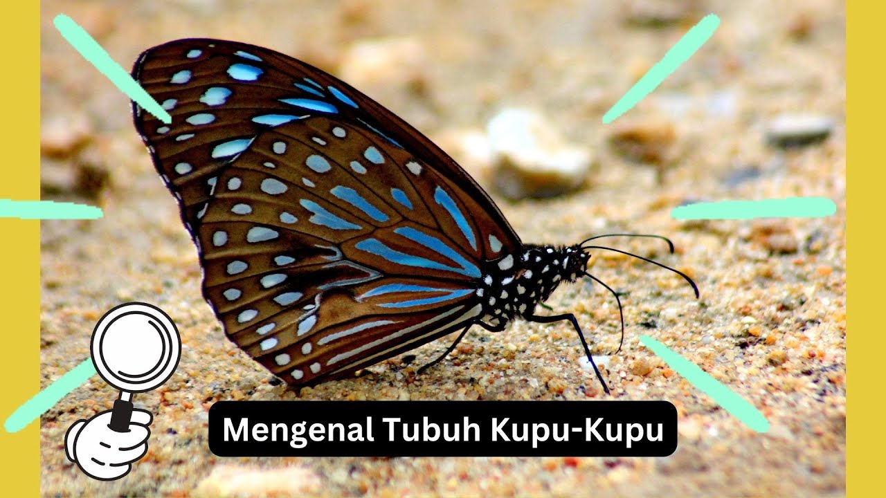 Mengenal Bagian Tubuh Kupu-Kupu - YouTube