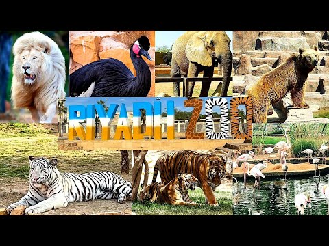 Riyadh zoo حديقة حيوانات الرياض Biggest zoo in KSA| Riyadh Malaz zoo ...