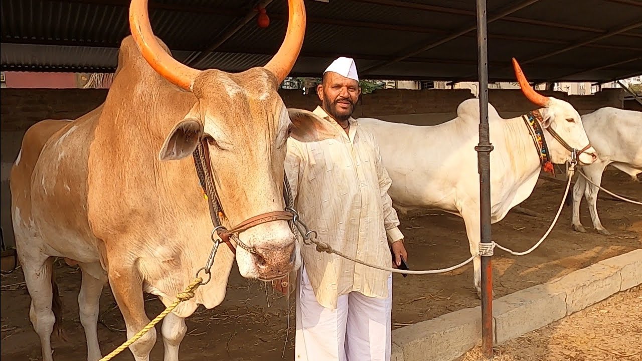 काटे पाटील यांचा 25 वर्षाचा बनश्या आणि त्याची दावन / सौदागर पुणे ...