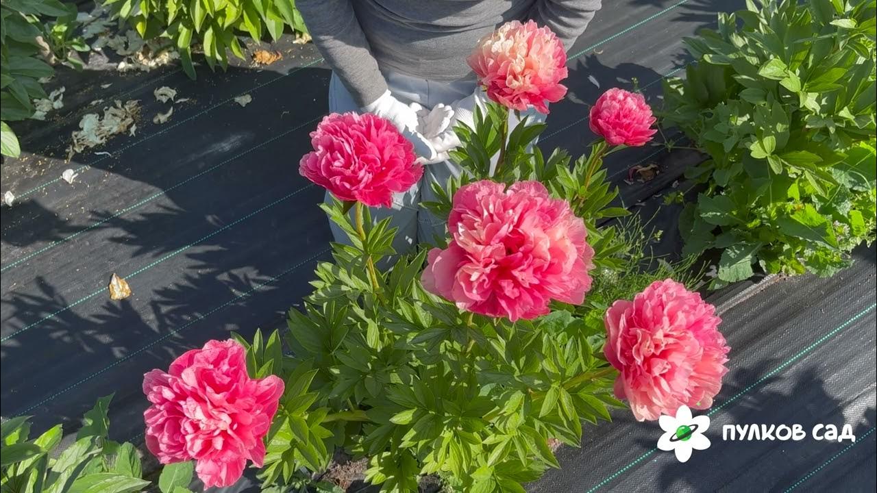 Lorelei peony. Лорелей пион. Пулков сад - YouTube