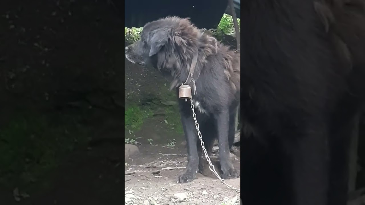 Best Guard Dog Of Himalayan Life || Tibetan Mastiff || Bhote Kukur In ...