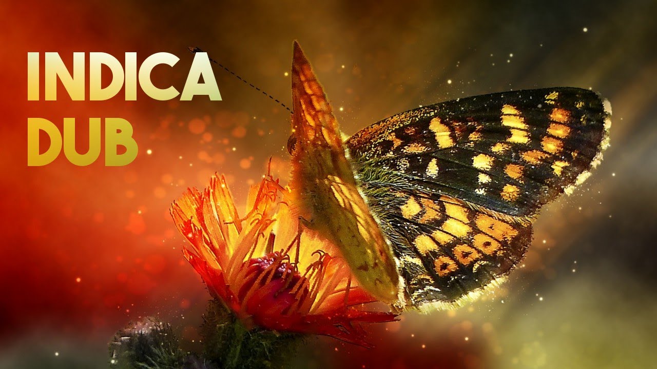 PsyDub Mix - Indica Dub (Psychedelic Dub | 2023) - YouTube