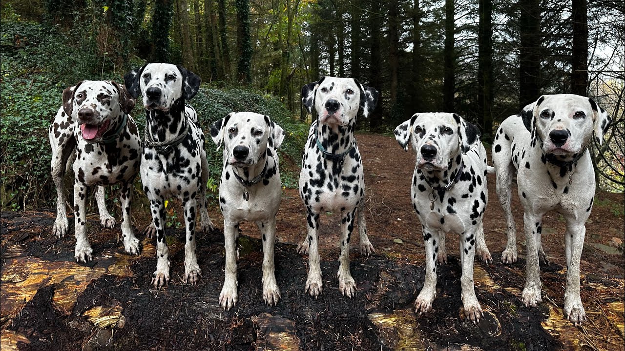 Do we baby our dogs? - YouTube