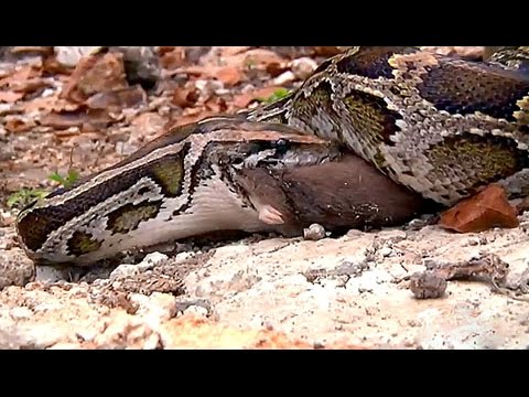 Piton Mata a Raton y se lo Come - YouTube
