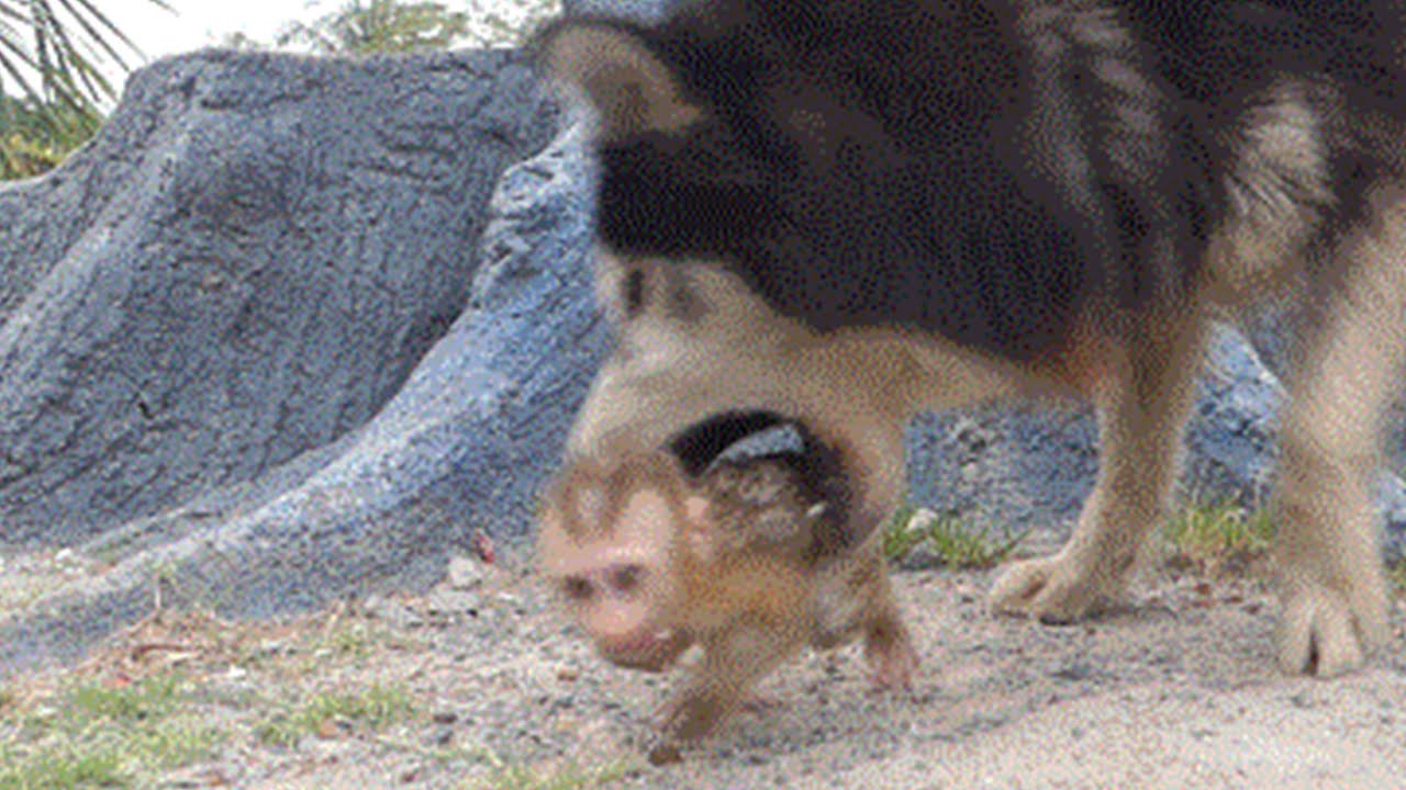 Baby Kaka.God warns Monkey Baby Kaka to be bitten by A Bee.Dogs play ...