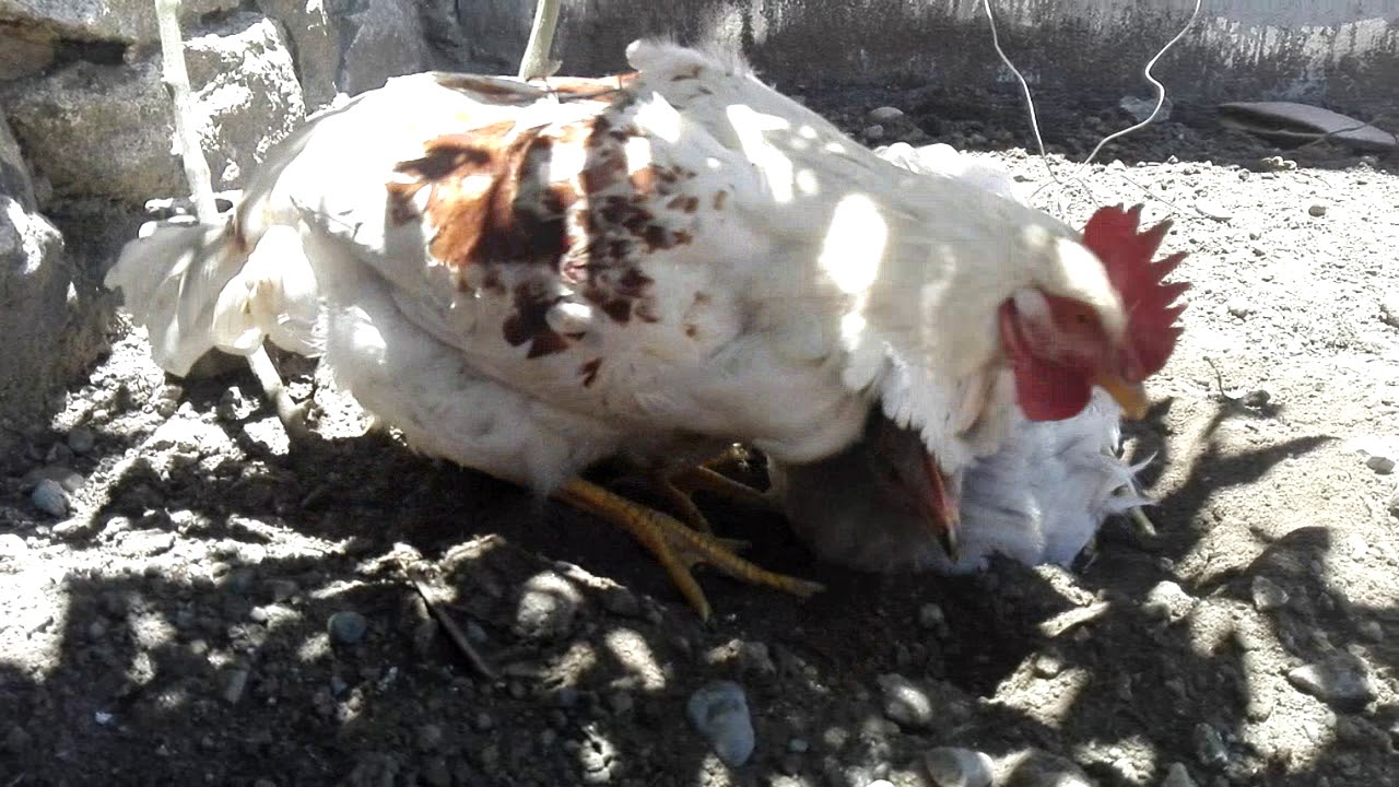 Pollos Bañandose - YouTube