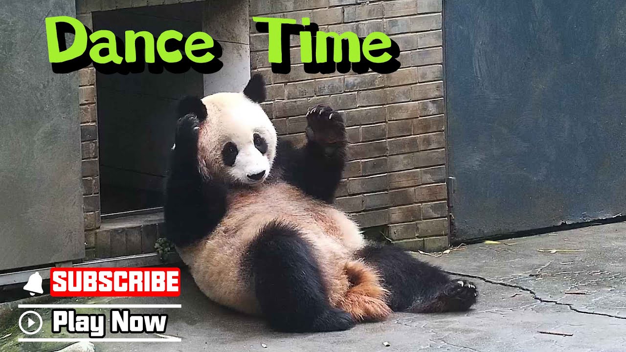 Panda Zhang Ka Shows Her Signature Dance Move | iPanda - YouTube