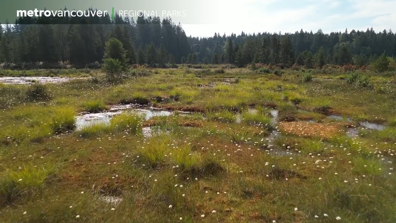 Langley Bog Clean Up in Derby Reach Regional Park - YouTube