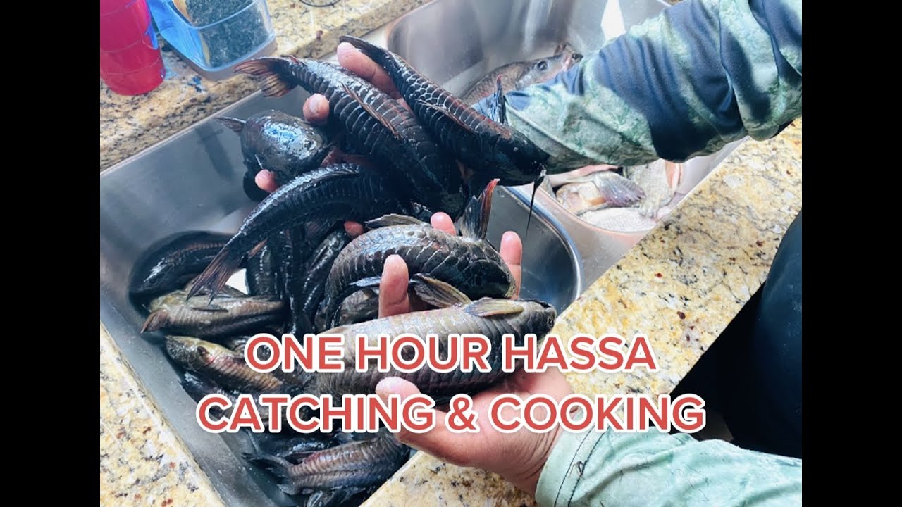 HOW TO CATCH HASSA IN ONE HOUR /COOKING AND EATING #FLORIDA HASSA - YouTube