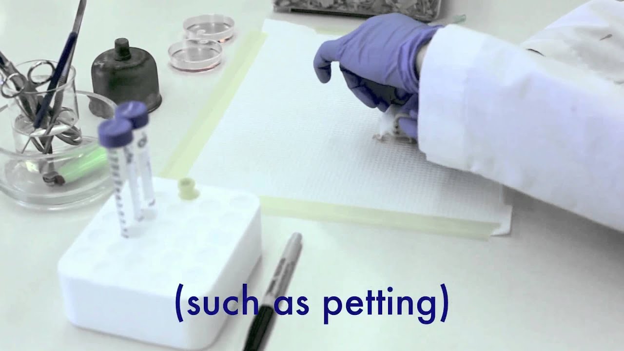 Mouse Handling Part 1 - YouTube