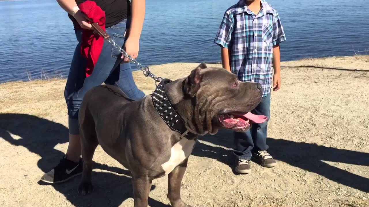 West Coast Bully Olympics tour 2015 - YouTube