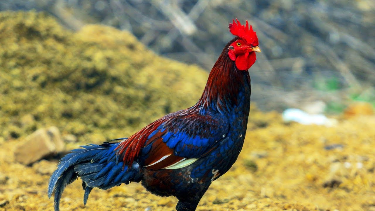 Rooster Crowing Sound Effect Alarm - Roosters Crowing Compilation Plus ...