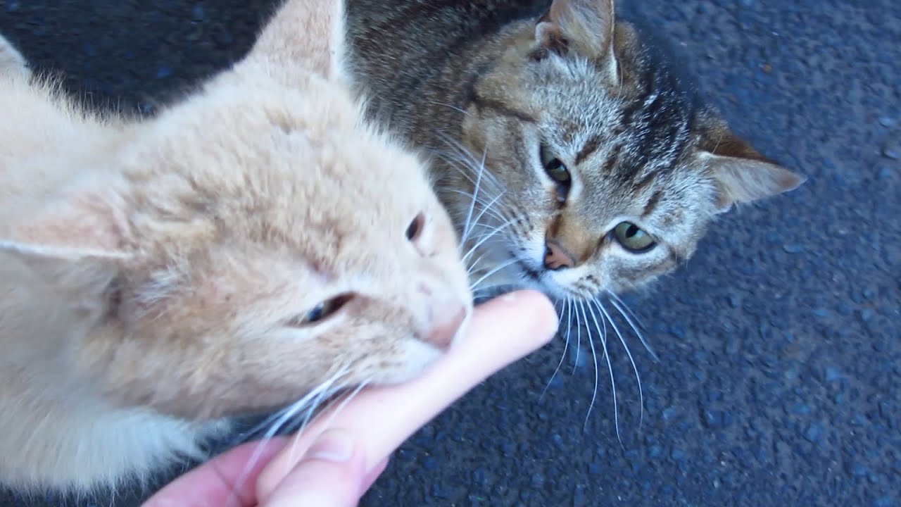 Funny cats video - Hungry cats - YouTube
