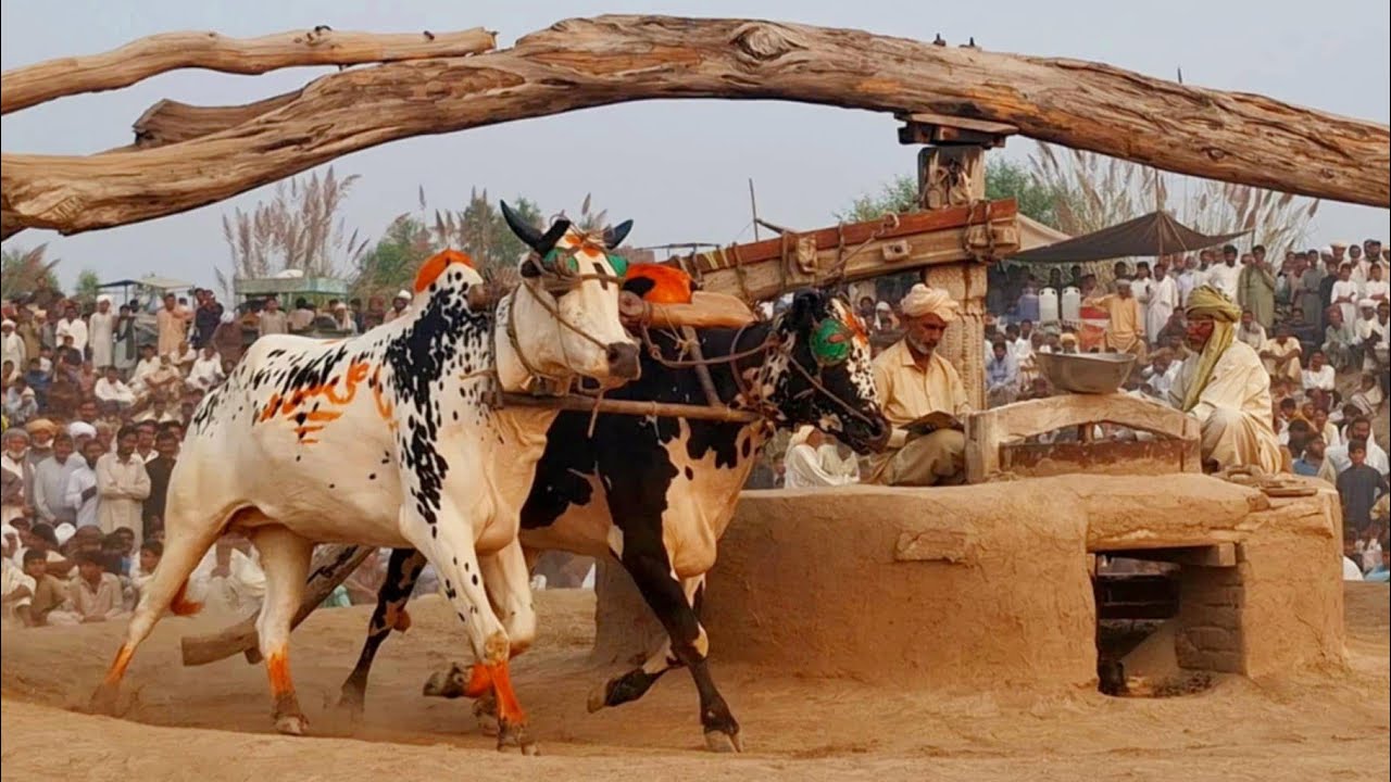 Bull powered flour mill | Flour atta chaki | khrass | Bull powered ...