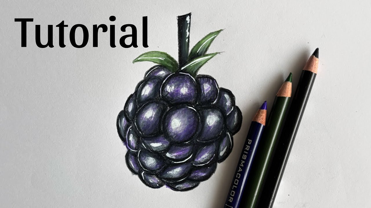 How To Draw Blackberry| Colored Pencil Drawing For Beginners - YouTube